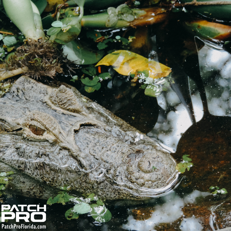 List Of The Craziest "Florida Man" Stories And Crimes