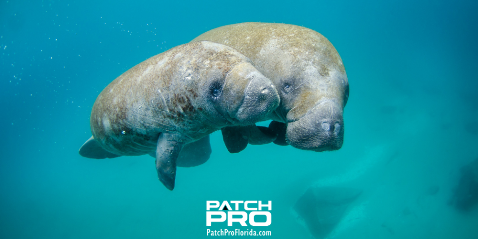 Facts That Make Mantatees A Beloved Marine Life In Florida